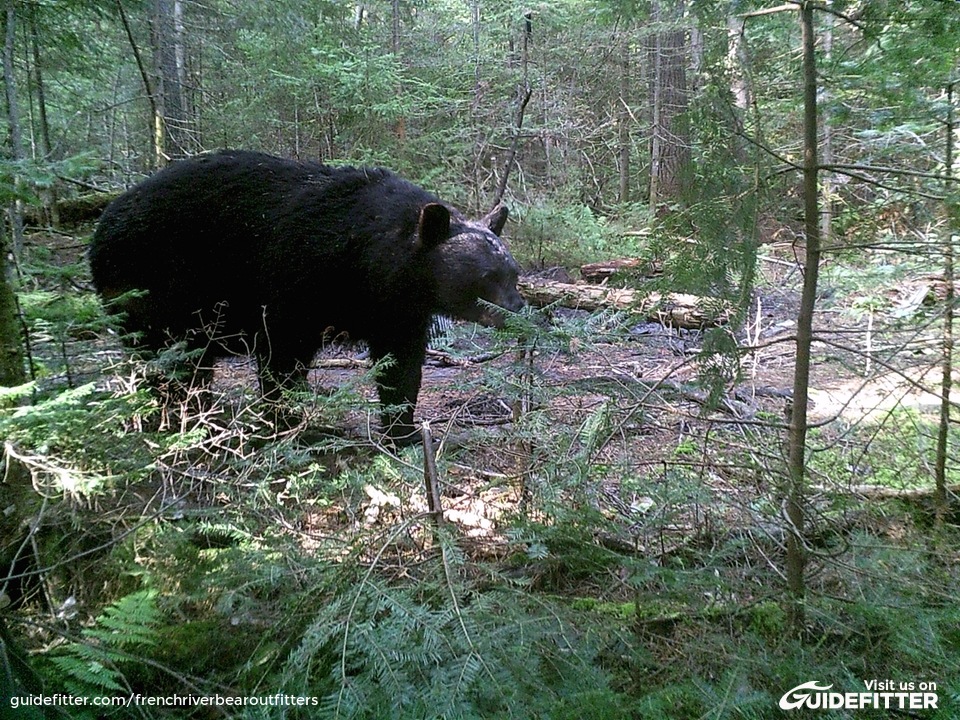 French River Bear Outfitters (FRBO) | Guidefitter