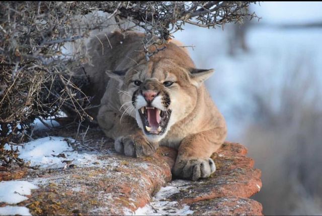 Cold Weather Mountain Lion | Guidefitter