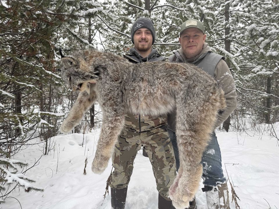 Canada Lynx Hunting in British Columbia | Wild Tracks Lynx Hunts