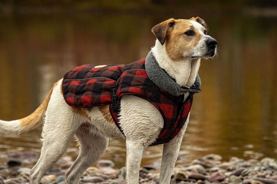 Winchester Pet | Guidefitter