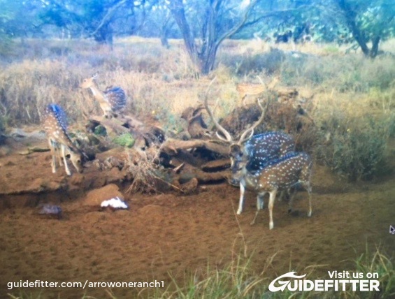 Axis Deer | Arrow One Ranch