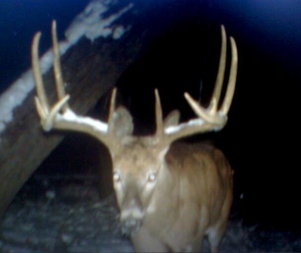 140 inch and above Whitetail Deer, Turkey Hunts | High Tines Outfitters