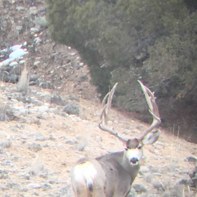 Colorado Late Season Cow Hunt | Guidefitter