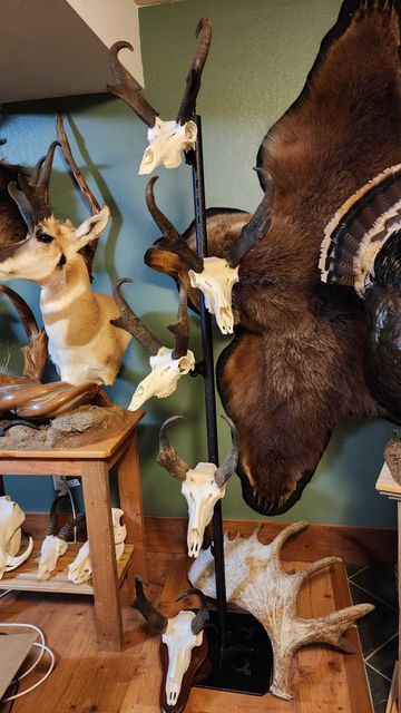 Review - Trophy tree | Guidefitter