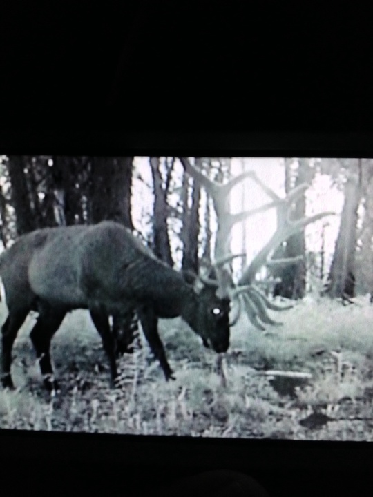 Cow Elk Hunting in Arizona | GPA Outfitter And Guide Service
