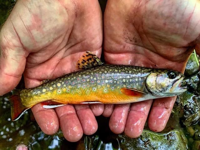 Virginia Trout | Guidefitter