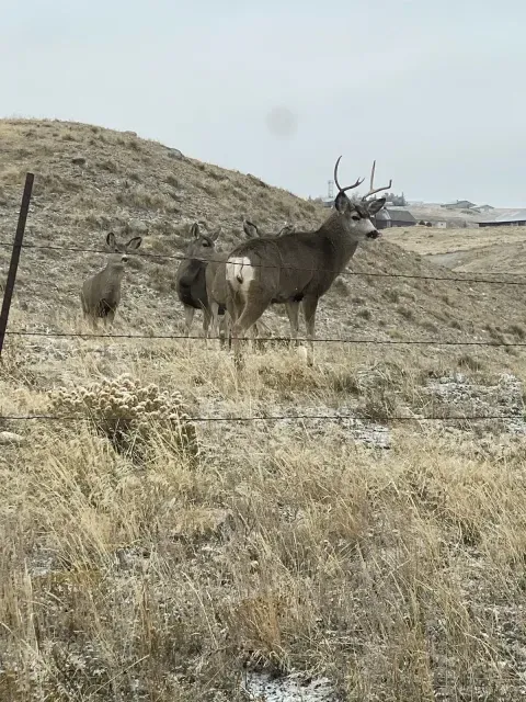 Thomas Oertli | Guidefitter