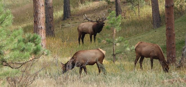 Mountain Backcountry September Elk Hunt | Guidefitter