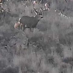 B1 BINOCULAR ADAPTER | Guidefitter