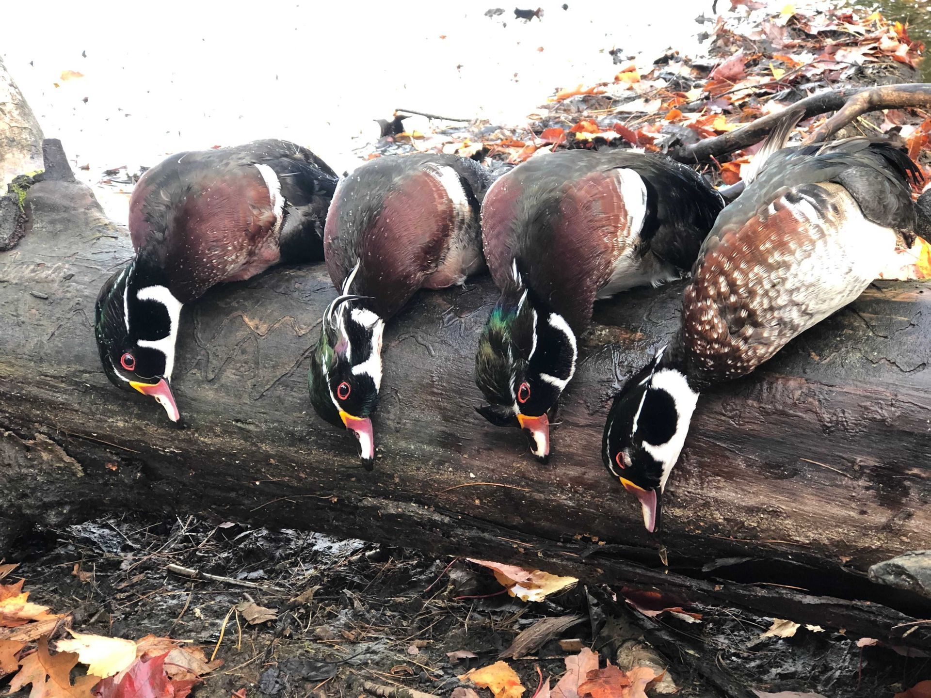 Gary Proulx | Guidefitter