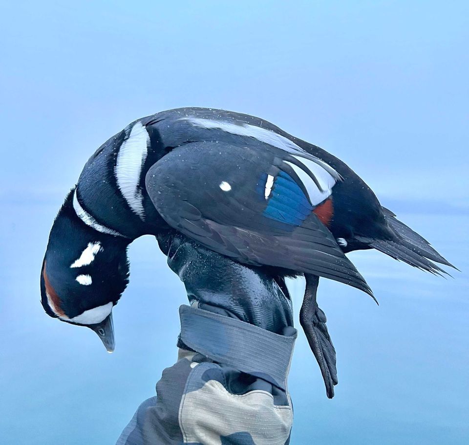 6 day/7 night Trophy Sea Duck Hunt | Foxtail Lodge