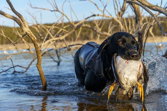 Diver Duck Hunting in North Arkansas | Guidefitter